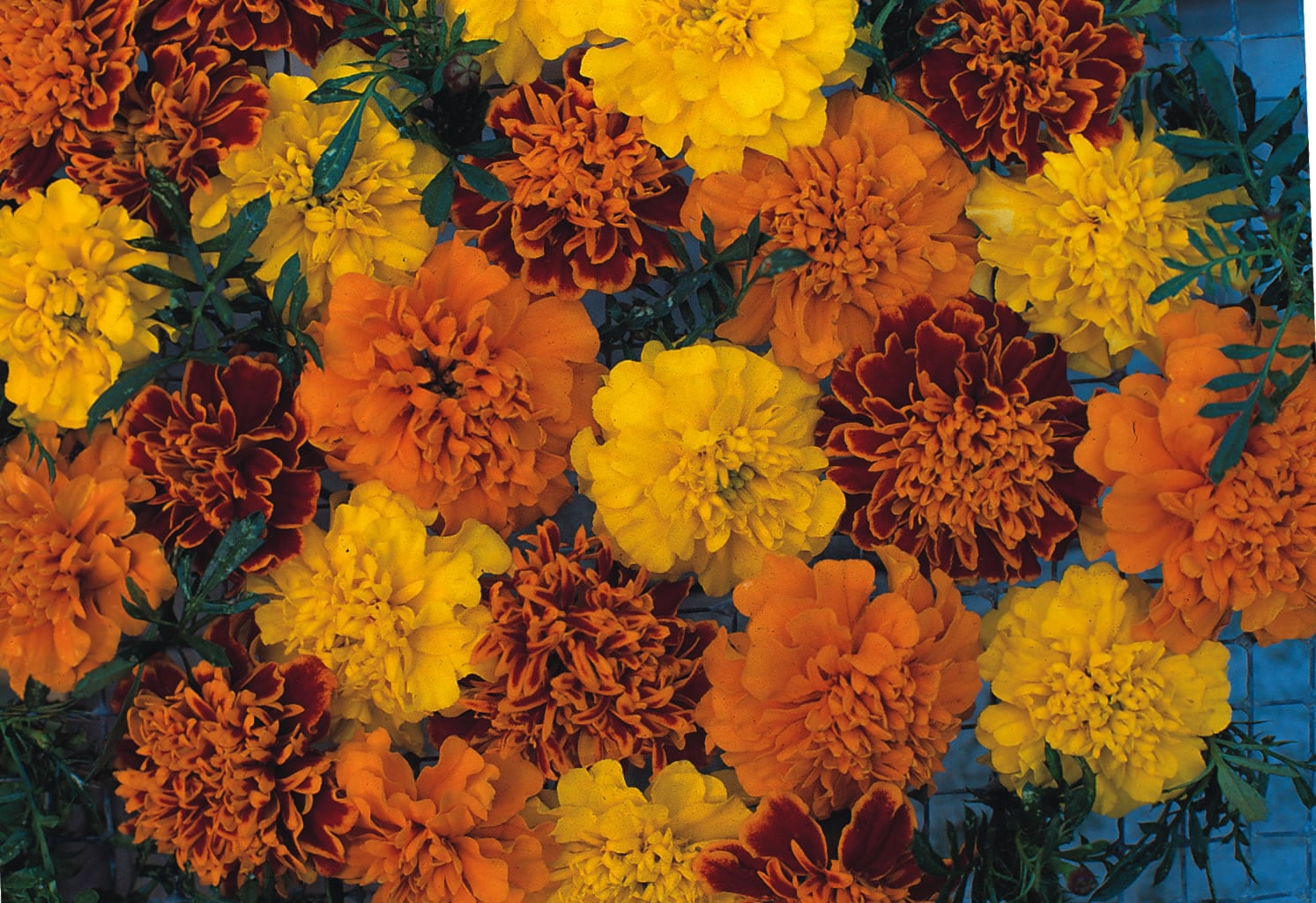 Marigold Boy Series - Boy O Boy | Wholesale & commercial seed merchants ...