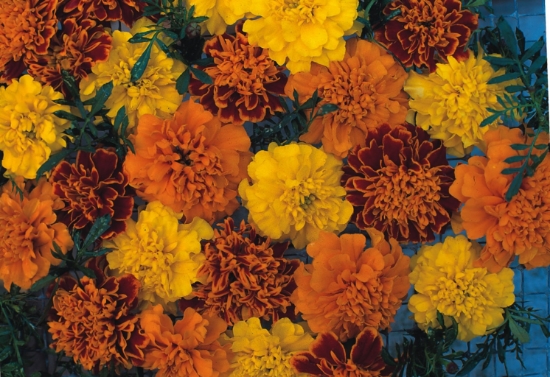Marigold Boy Series - Boy O Boy | Wholesale & commercial seed merchants ...
