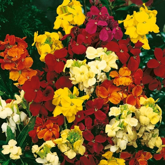 Wallflower - Crown Single Mixed | Wholesale & commercial seed merchants ...