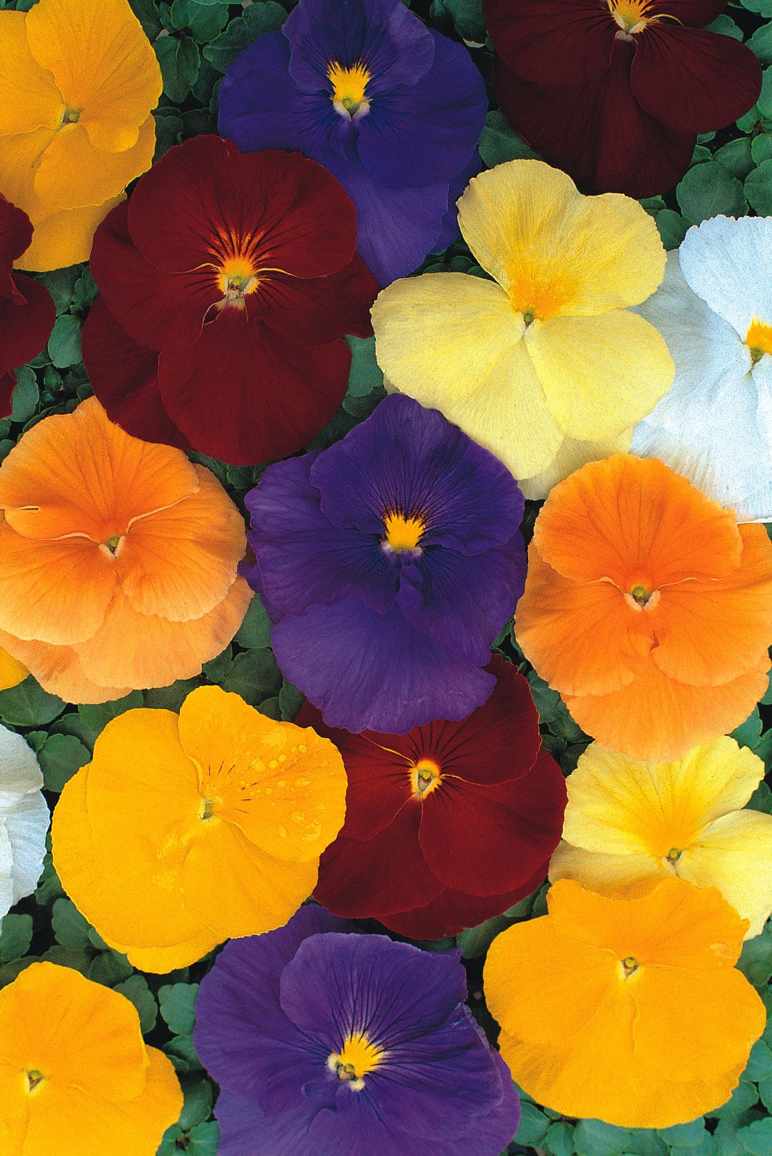 Pansy - Clear Crystal Blended Mixture | Wholesale & commercial seed ...