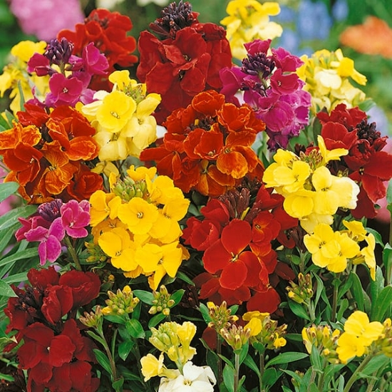 Wallflower Bedder Varieties - Crown Mixed | Wholesale & commercial seed ...