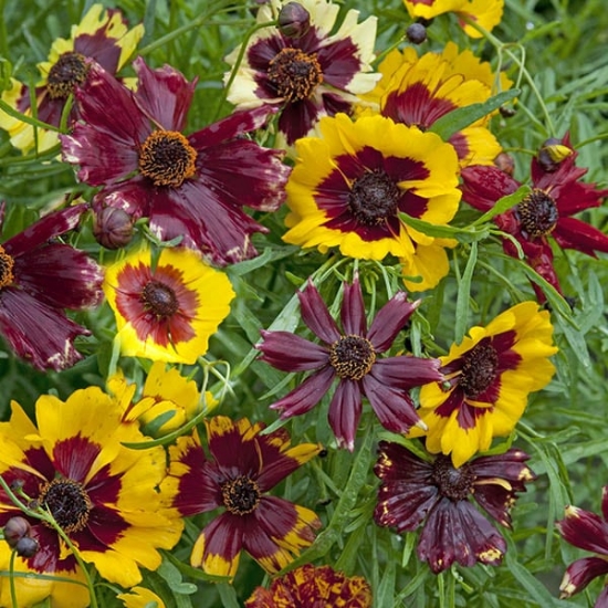 Coreopsis - Hybrida Incredible Dwarf Mix | Wholesale & commercial seed ...
