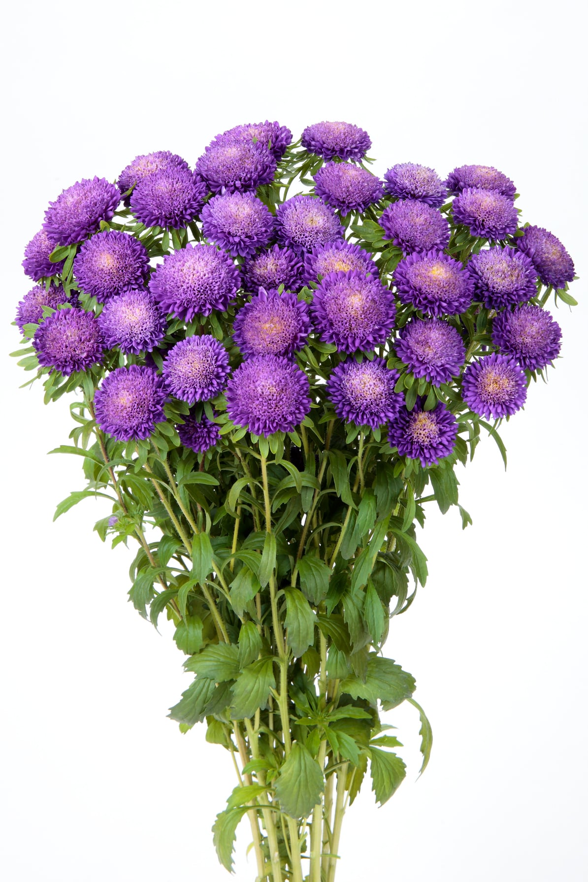 Aster - Bonita Light Blue | Wholesale & commercial seed merchants and ...