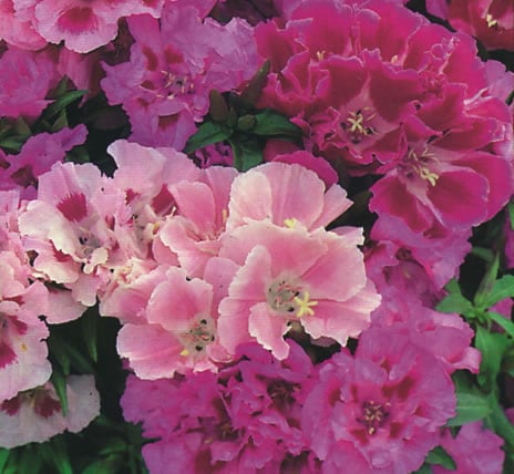 Godetia - Crown Double Mixed | Wholesale & commercial seed merchants ...