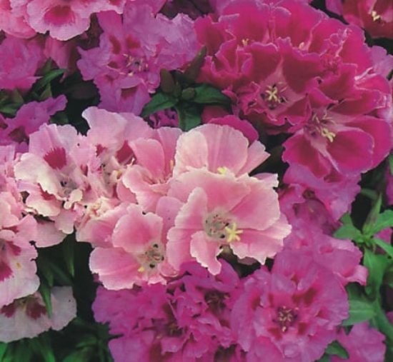 Godetia - Crown Double Mixed | Wholesale & commercial seed merchants ...