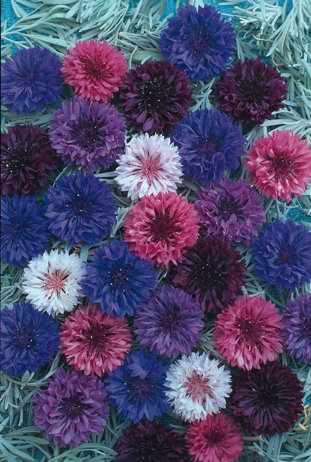 Cornflower Crown Double Strain - Mixed | Wholesale & commercial seed ...