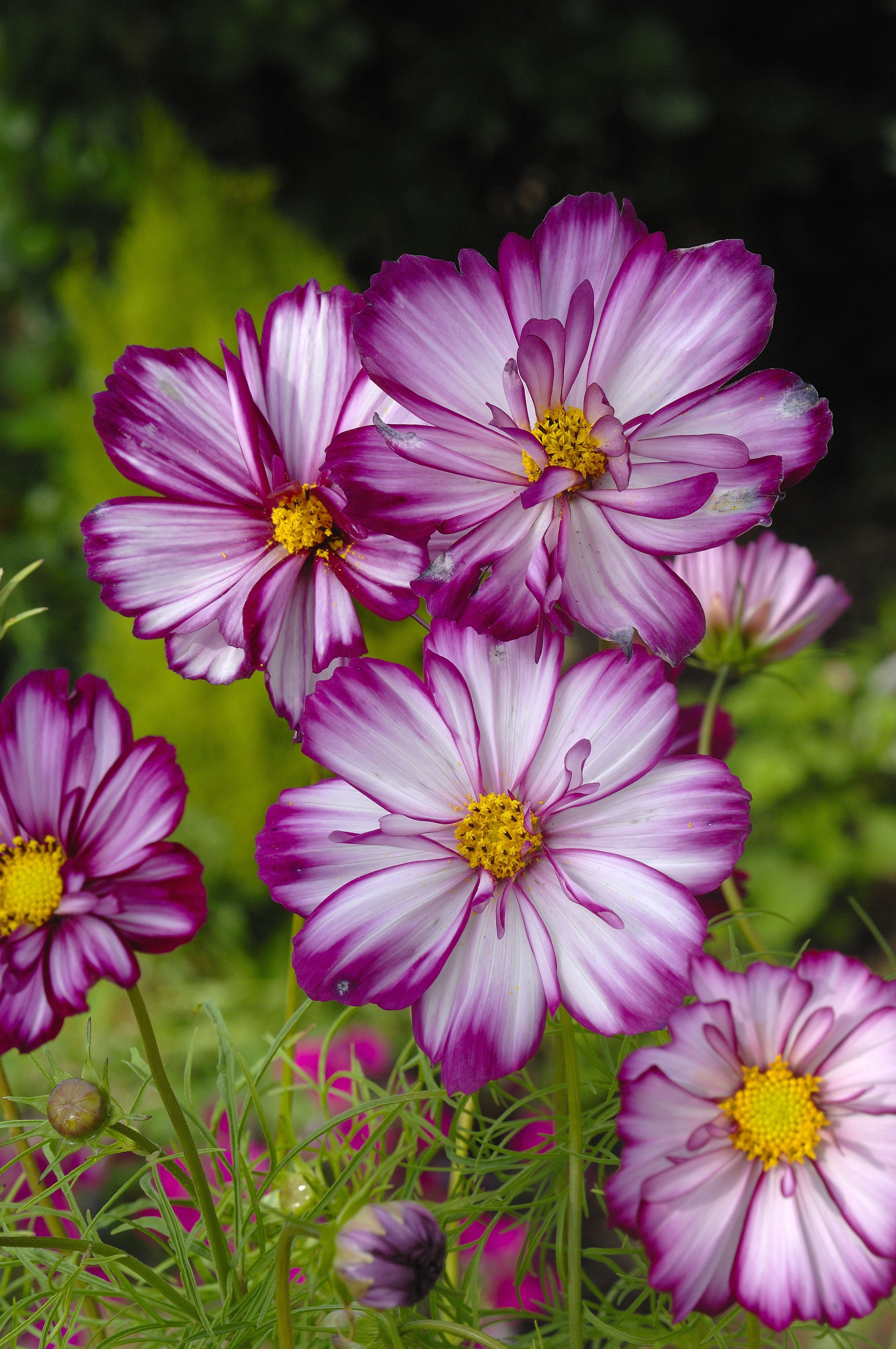 Cosmos - Fizzy Rose Picotee | Wholesale & commercial seed merchants and ...