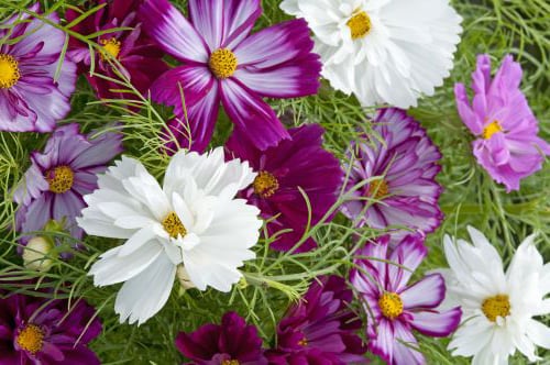 Cosmos - Fizzy Mixed | Wholesale & commercial seed merchants and ...
