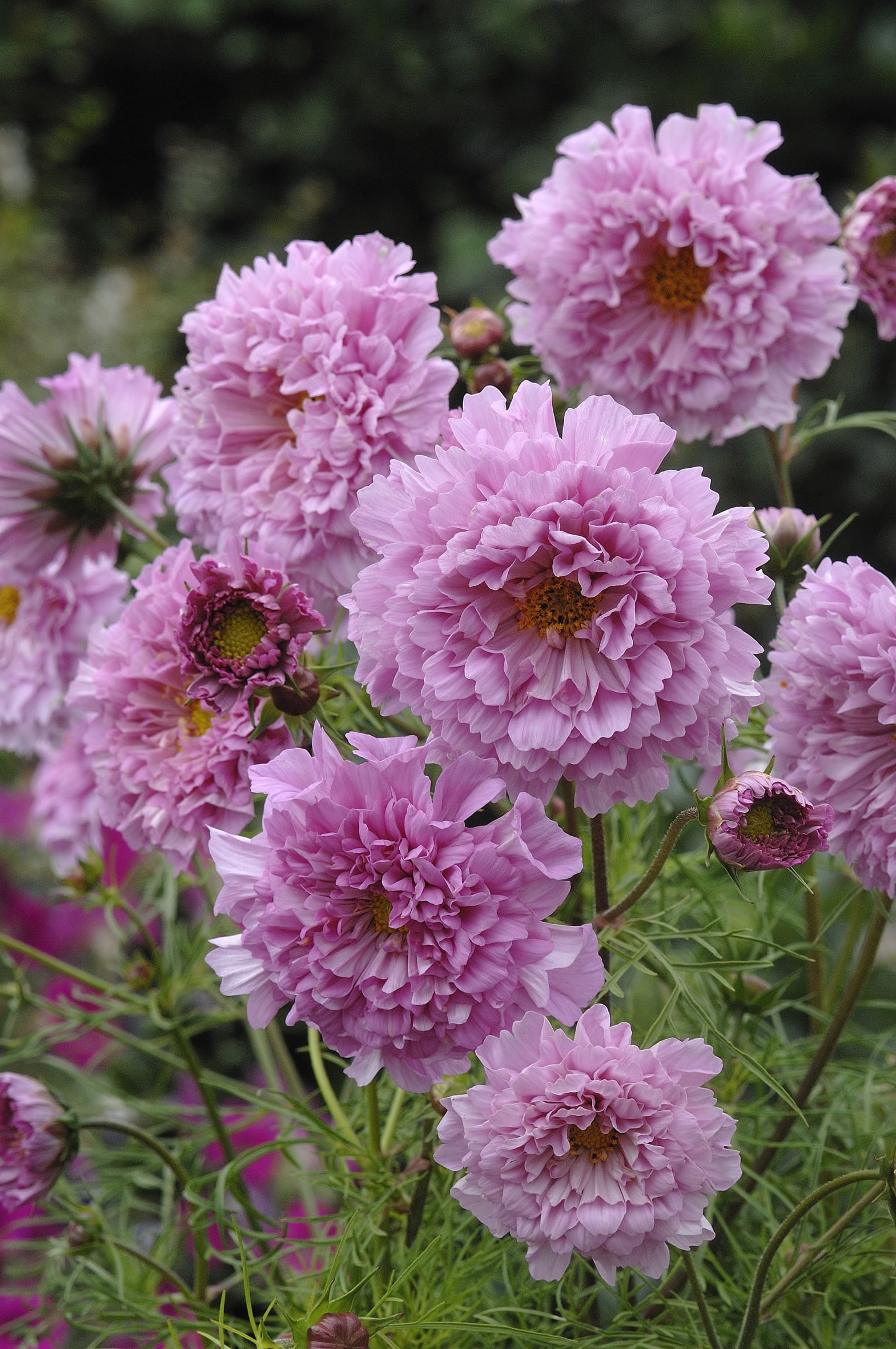 Cosmos - Double Click Rose Bon Bon | Wholesale & commercial seed ...