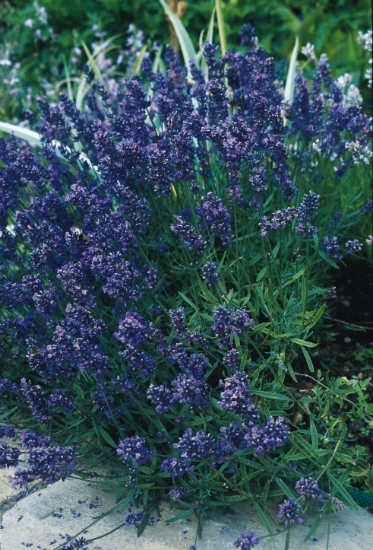 Lavandula - Munstead Dwarf | Wholesale & commercial seed merchants and ...