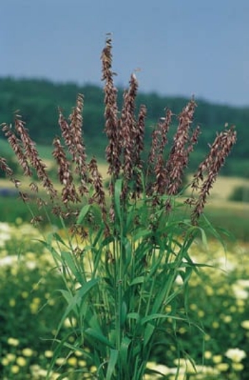 Grasses - Melica Transsilvanica | Wholesale & commercial seed merchants ...