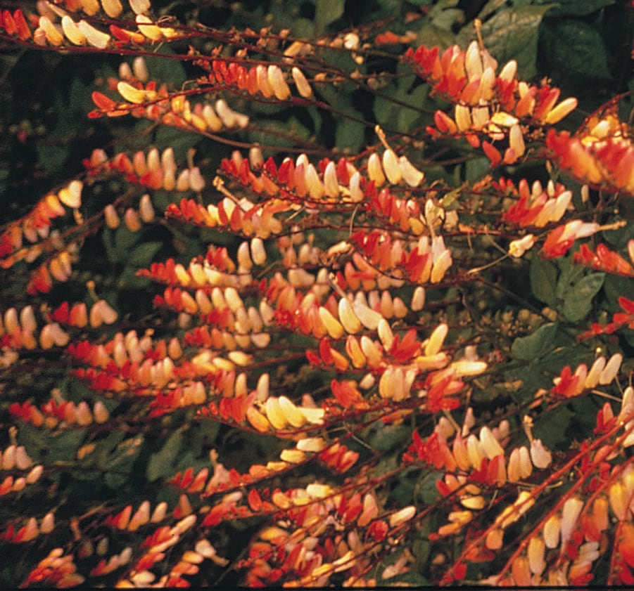 Mina Lobata - Exotic Love | Wholesale & commercial seed merchants and ...
