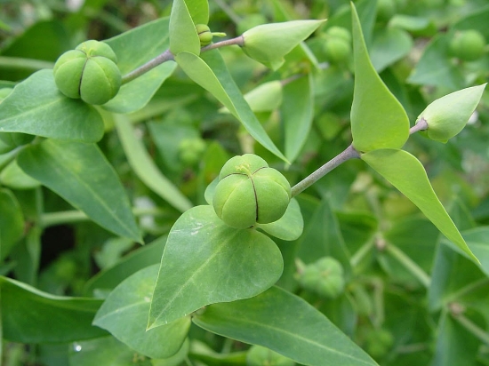 Euphorbia - Lathyrus (Mole Plant) | Wholesale & commercial seed ...