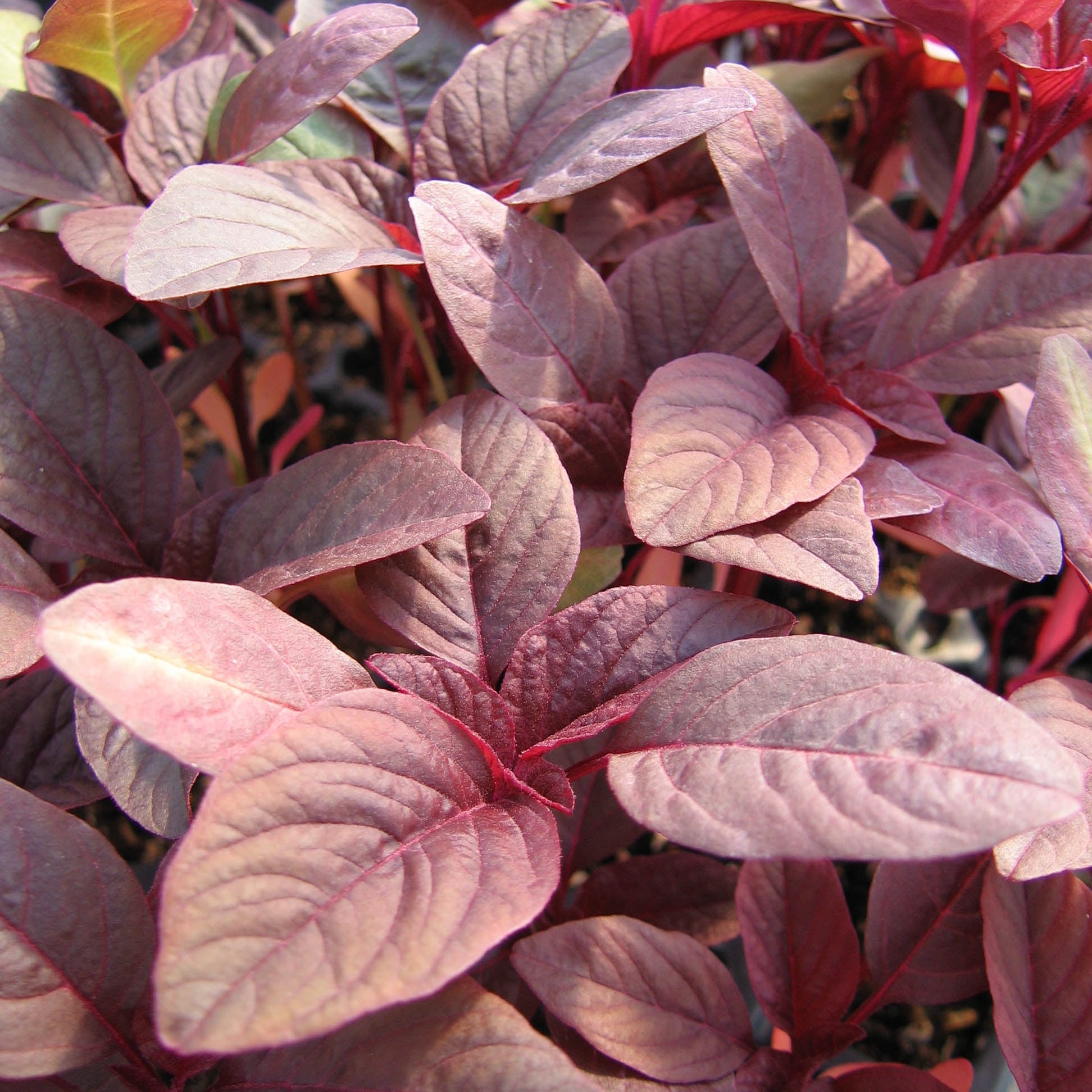 Amaranth Red Army | Wholesale & commercial seed merchants and growers ...