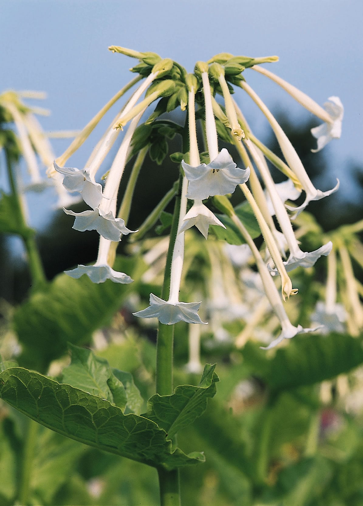 Nicotiana - White Trumpets | Wholesale & commercial seed merchants and ...