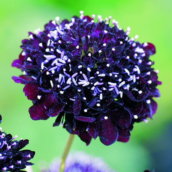 Scabious Atropurpurea - Black Knight | Wholesale & commercial seed ...