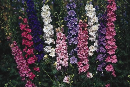 Larkspur - Sublime Mix | Wholesale & commercial seed merchants and ...