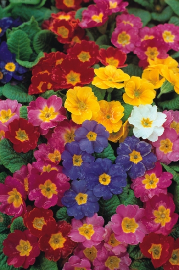 Polyanthus - Pacific Giant Blended Mixture | Wholesale & commercial ...