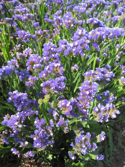 Statice - Supreme Series Deep Blue | Wholesale & commercial seed ...