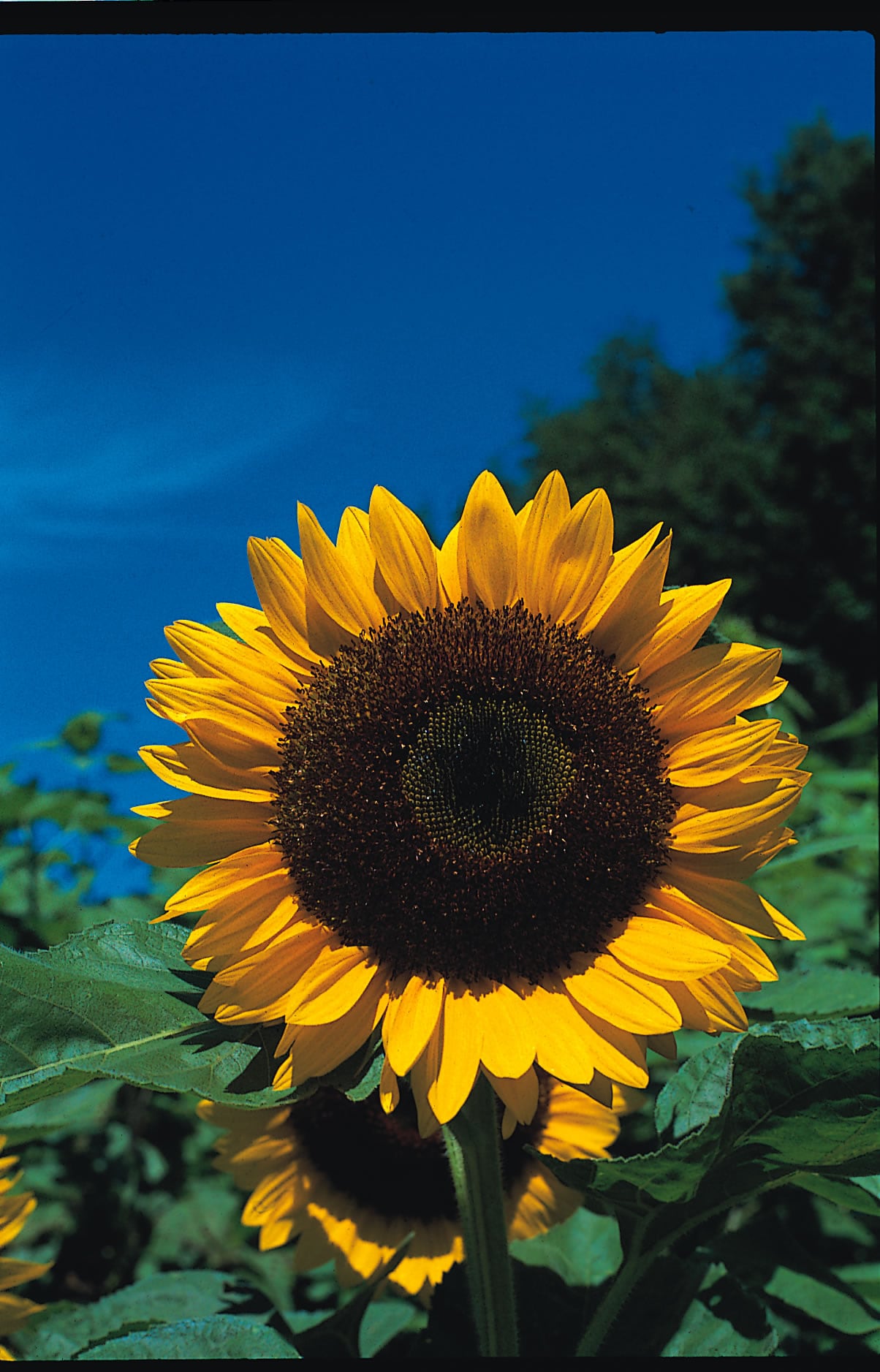 Helianthus (Sunflower) - Tall Single | Wholesale & commercial seed ...