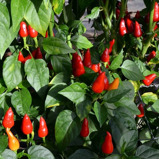 Turkish Pickling Chilli Pepper | Wholesale & commercial seed merchants ...