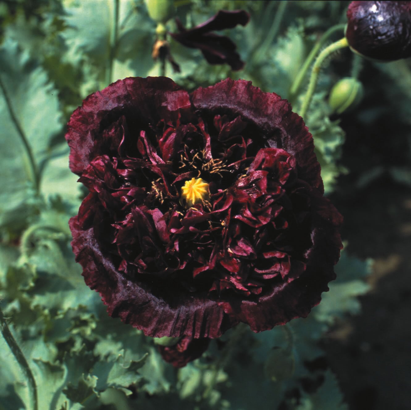 Papaver Paeoniflorum - Black Peony | Wholesale & commercial seed ...