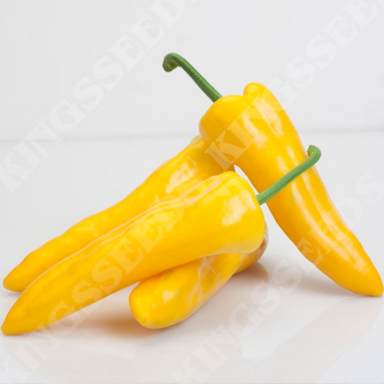 Capsicum (Sweet) Agus F1 | Wholesale & commercial seed merchants and ...