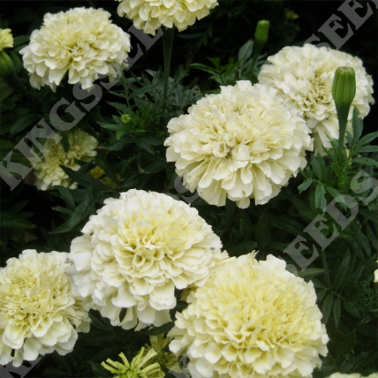 Marigold - African Buttercream F1 | Wholesale & commercial seed ...