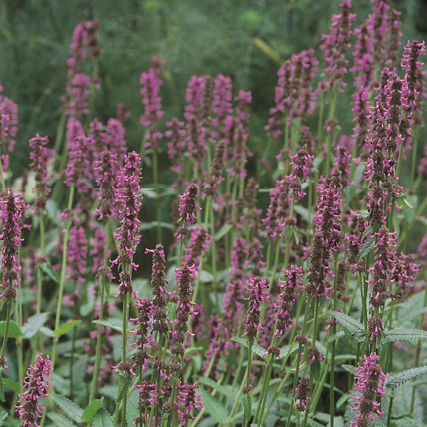 Herb Betony (Stachys Officinalis) | Wholesale & commercial seed ...