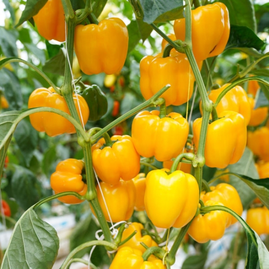 Capsicum Pepper Yellow Bell F1 | Wholesale & commercial seed merchants ...