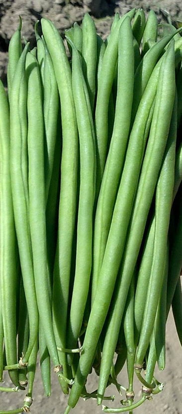 Dwarf French Bean - Faraday | Wholesale & commercial seed merchants and ...