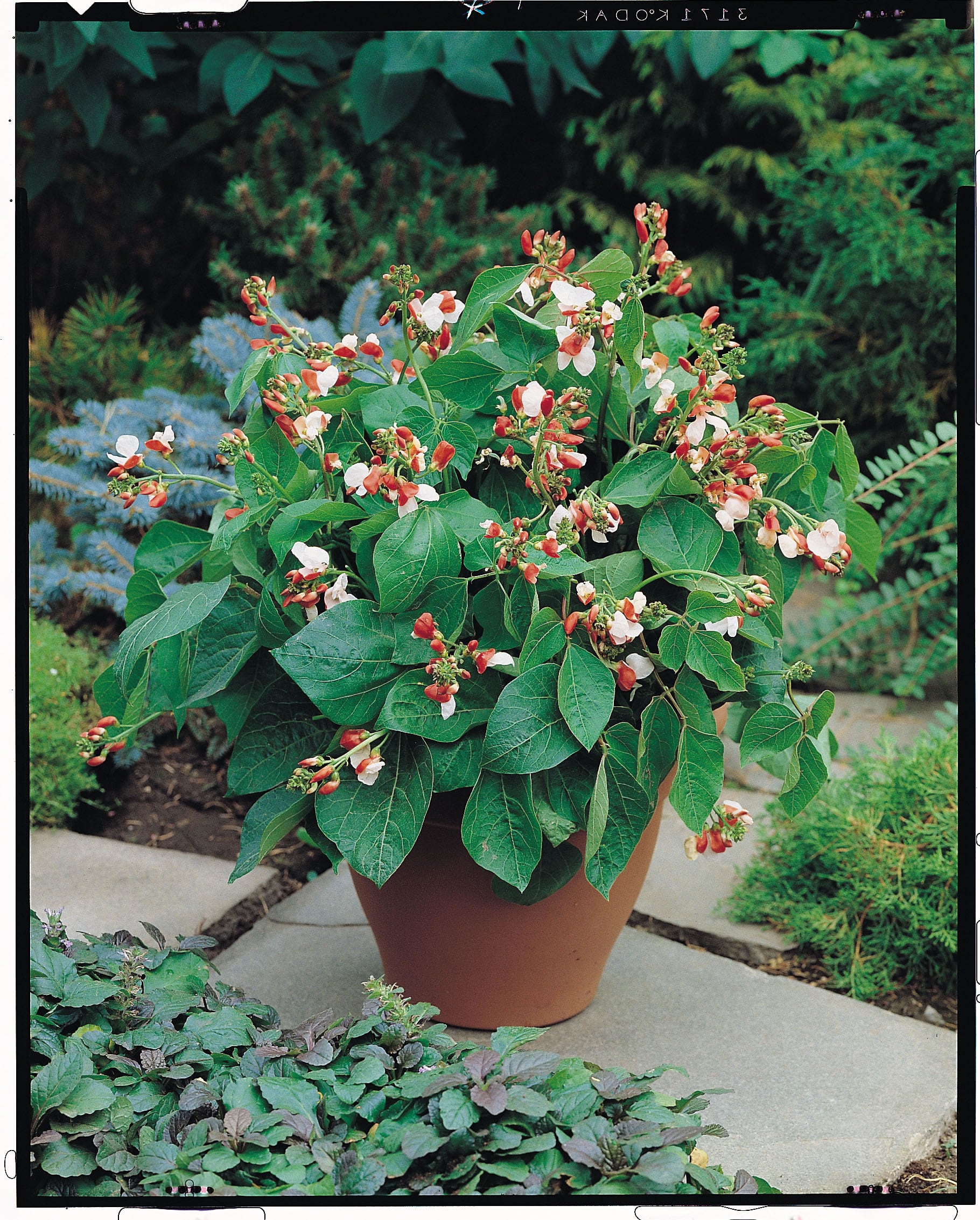 Runner Bean Hestia | Wholesale & commercial seed merchants and growers ...