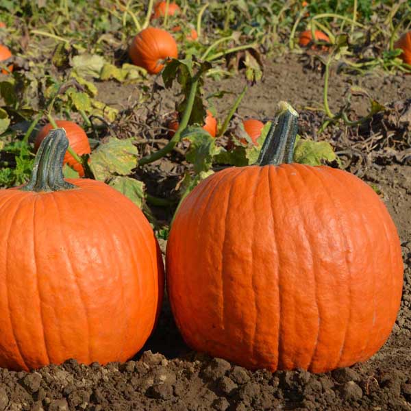 Pumpkin Zeus F1 | Wholesale & commercial seed merchants and growers ...