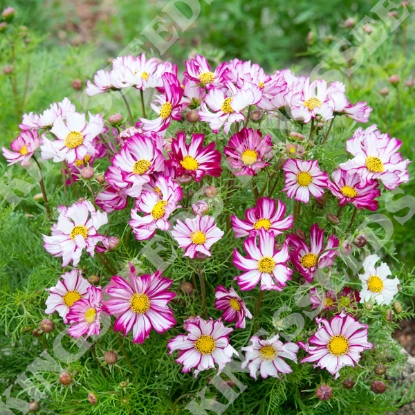 Cosmos - Apricota | Wholesale & commercial seed merchants and growers ...