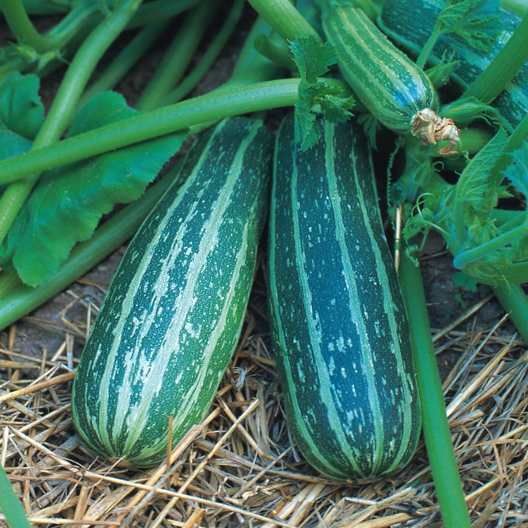 Marrow Long Green Trailing | Wholesale & commercial seed merchants and ...