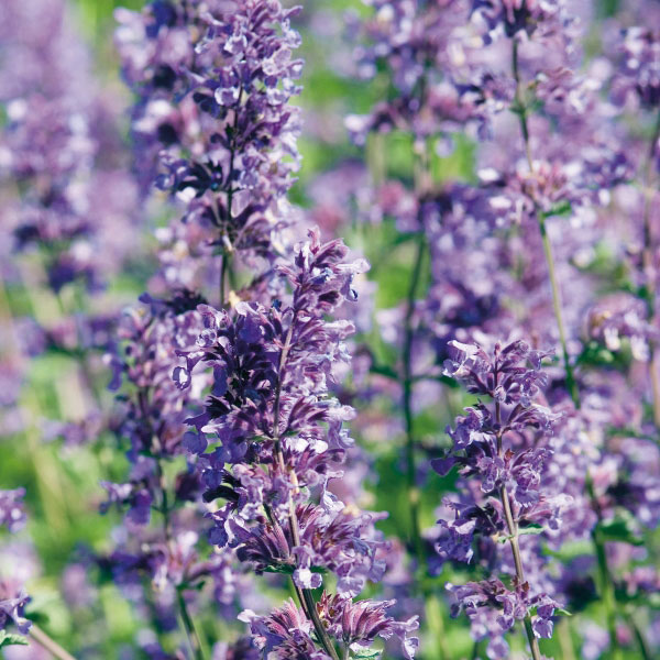 Herb Catnep Lemon (Nepeta Cataria Citriodora) | Wholesale & commercial ...