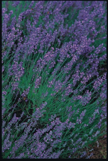 Lavender Vera | Wholesale & commercial seed merchants and growers since ...