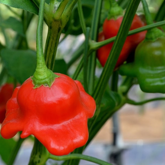 Bishops Crown Capsicum Chilli Pepper | Wholesale & commercial seed ...