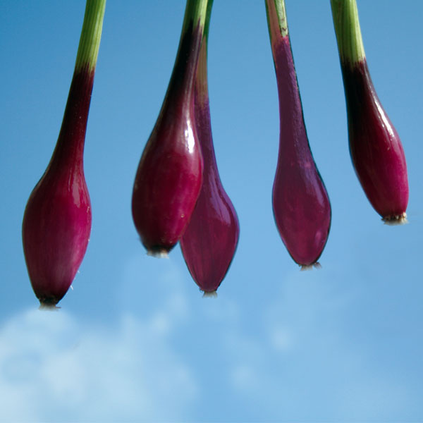 Salad Onion Apache | Wholesale & commercial seed merchants and growers ...