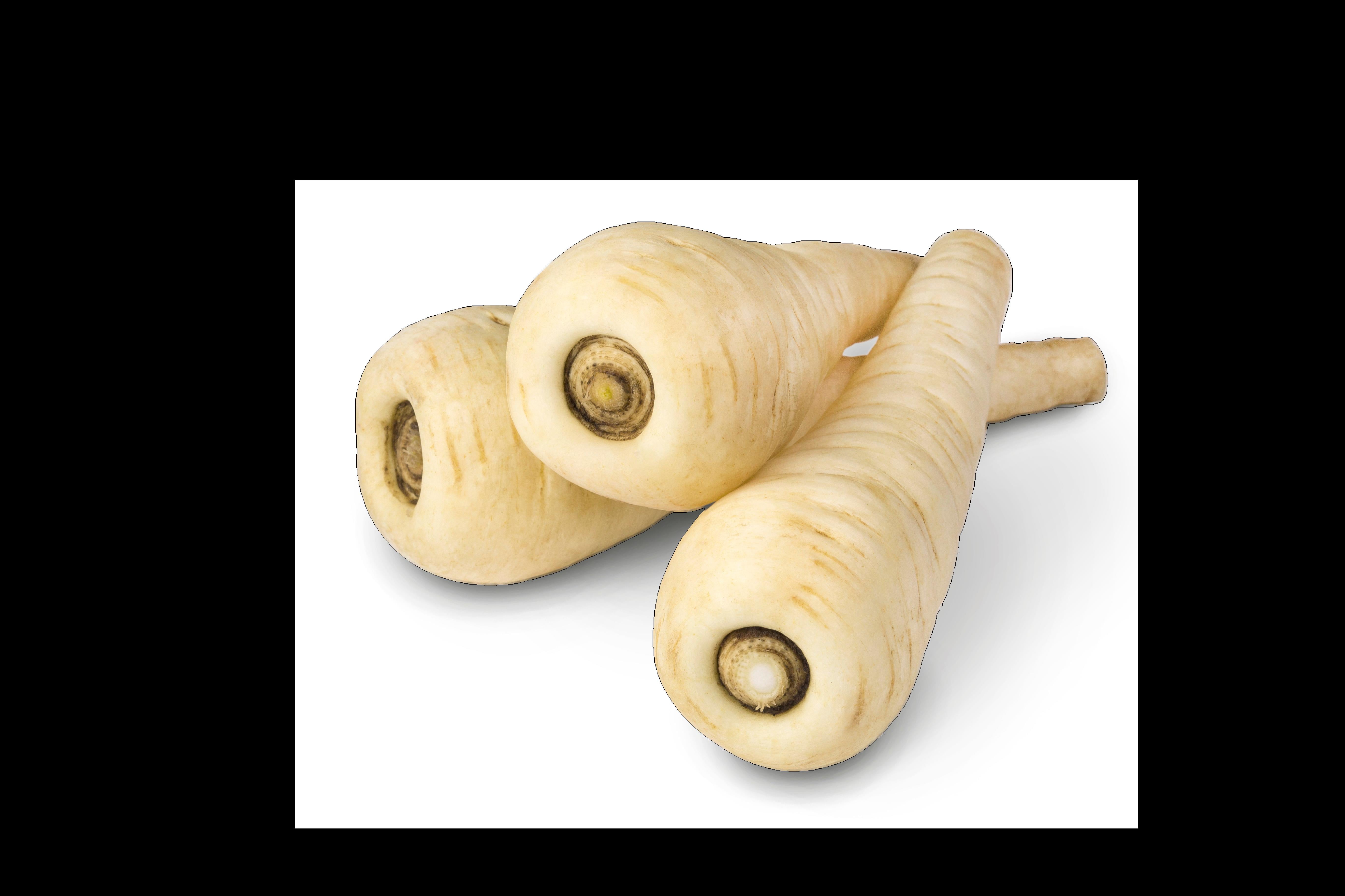 Parsnip Albion F1 | Wholesale & commercial seed merchants and growers ...