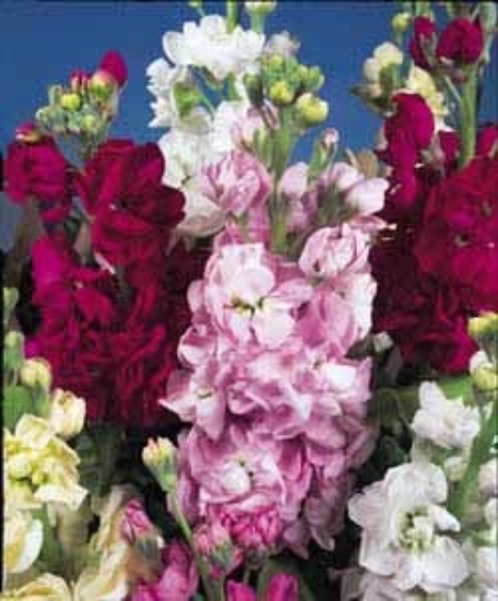 Stock - Brompton Crown Blended Mixture | Wholesale & commercial seed ...