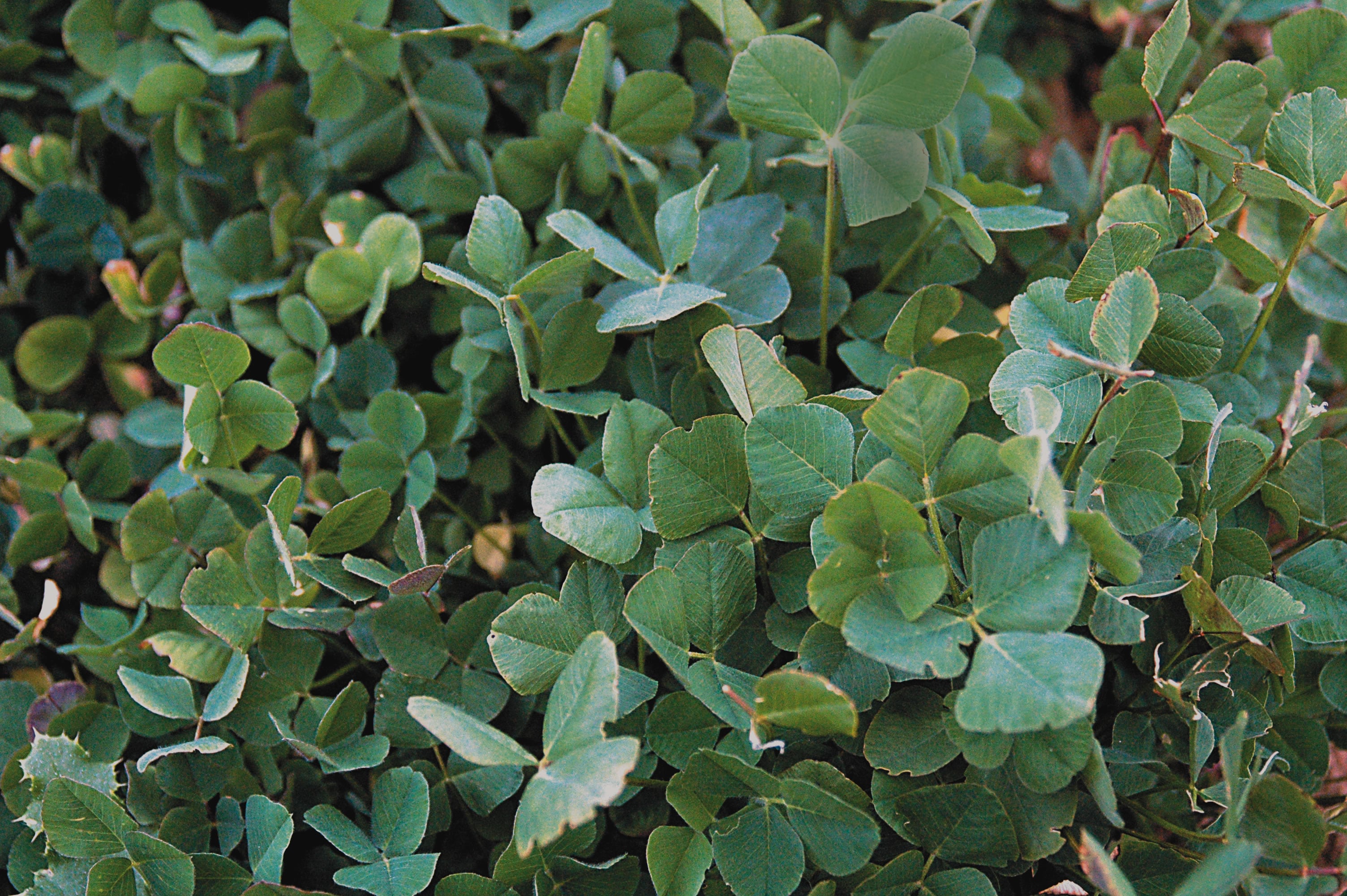 Trefoil | Wholesale & commercial seed merchants and growers since 1888.