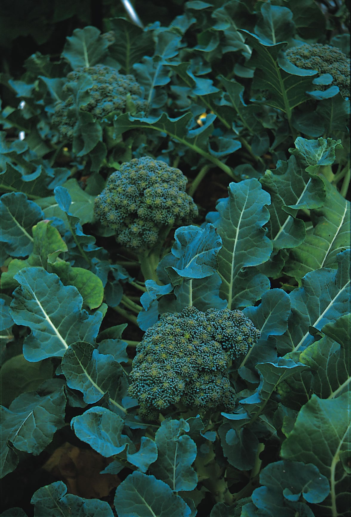 Calabrese (Broccoli) Green Sprouting | Wholesale & commercial seed ...