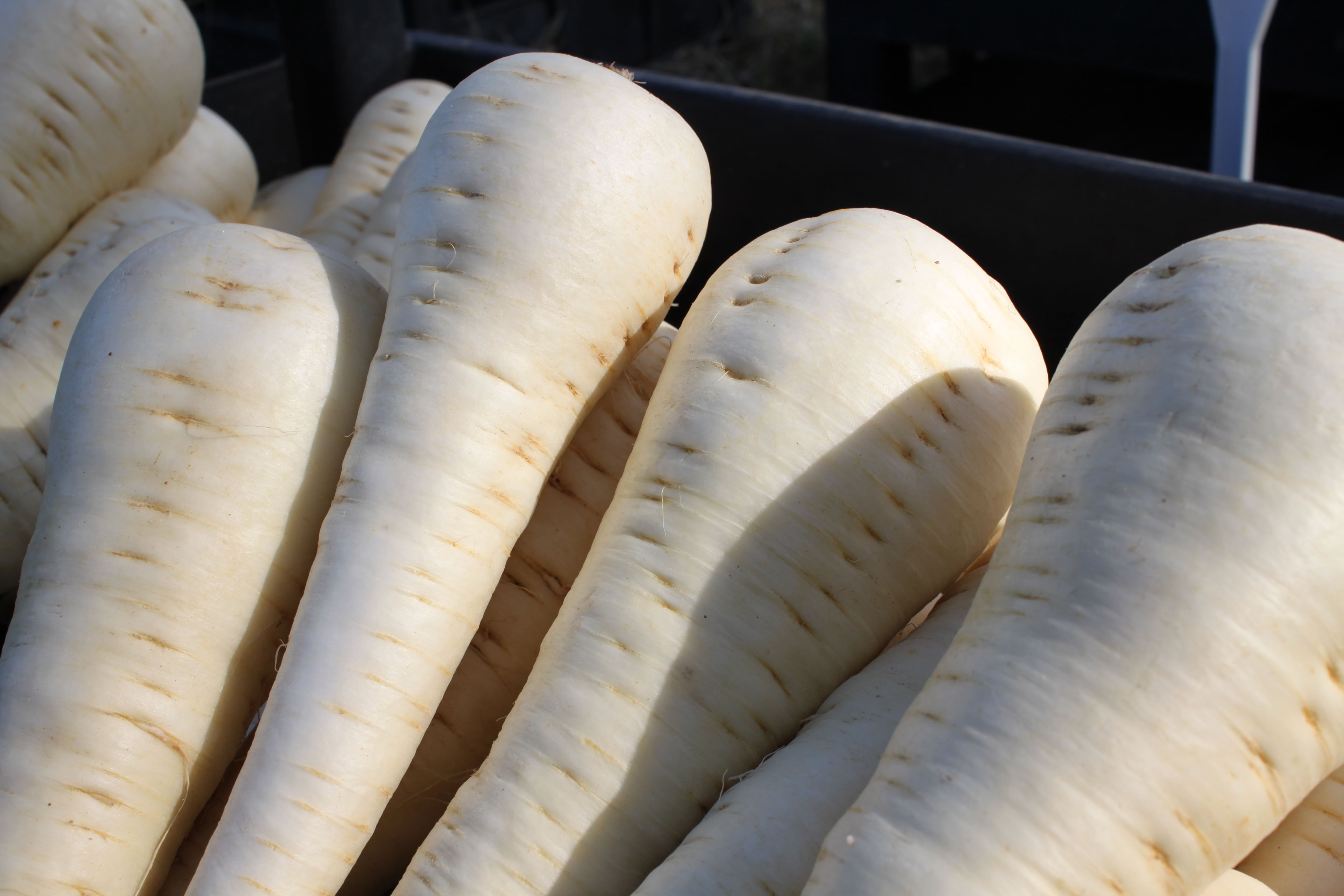 Parsnip Palace F1 | Wholesale & commercial seed merchants and growers ...