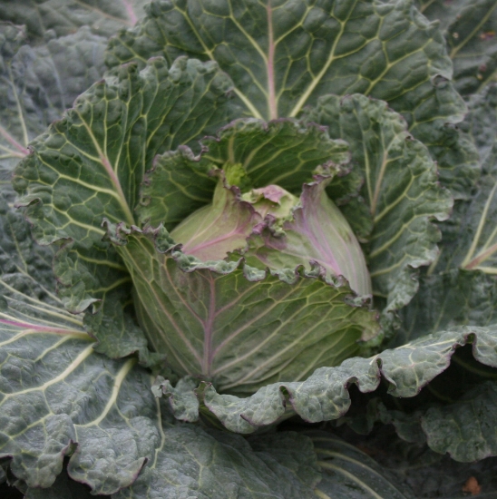 Cabbage Marabel F1 | Wholesale & commercial seed merchants and growers ...