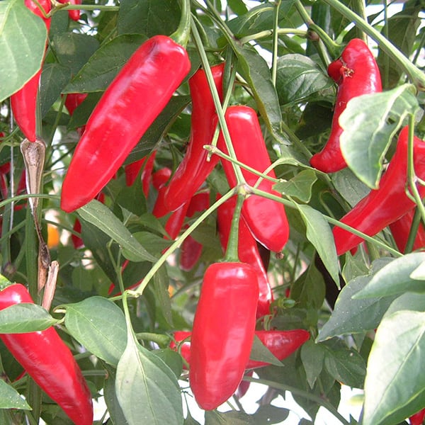 Serenade Chilli Pepper | Wholesale & commercial seed merchants and ...