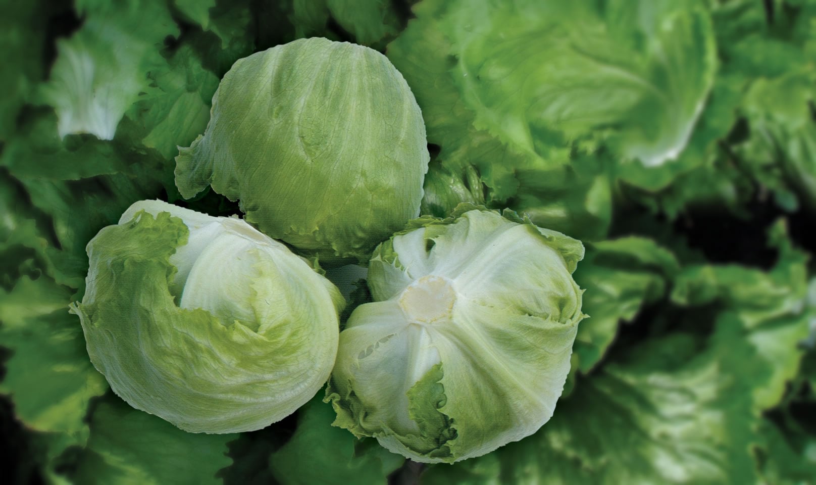 Lettuce Robinson Pills | Wholesale & commercial seed merchants and ...