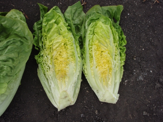 Lettuce Little Gem Cucaracha Pills | Wholesale & commercial seed ...