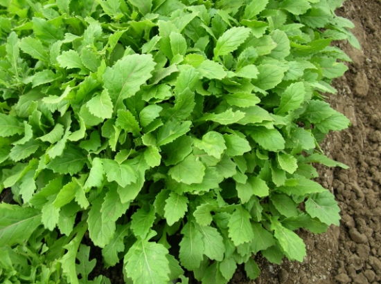Rocket Wasabi | Wholesale & commercial seed merchants and growers since ...