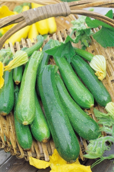 Organic Courgette Partenon F1 | Wholesale & commercial seed merchants ...